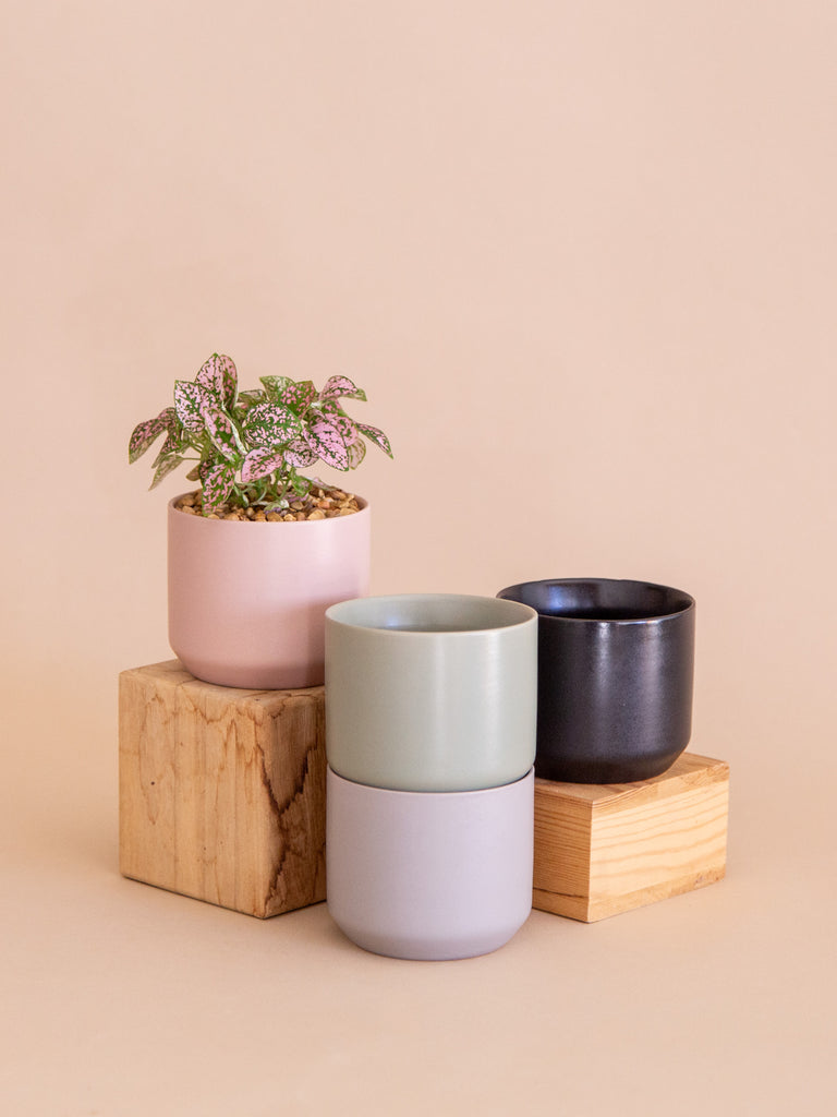 A Pop of Pink | Potted Plant Gift | Send a Plant to Someone – Fernseed