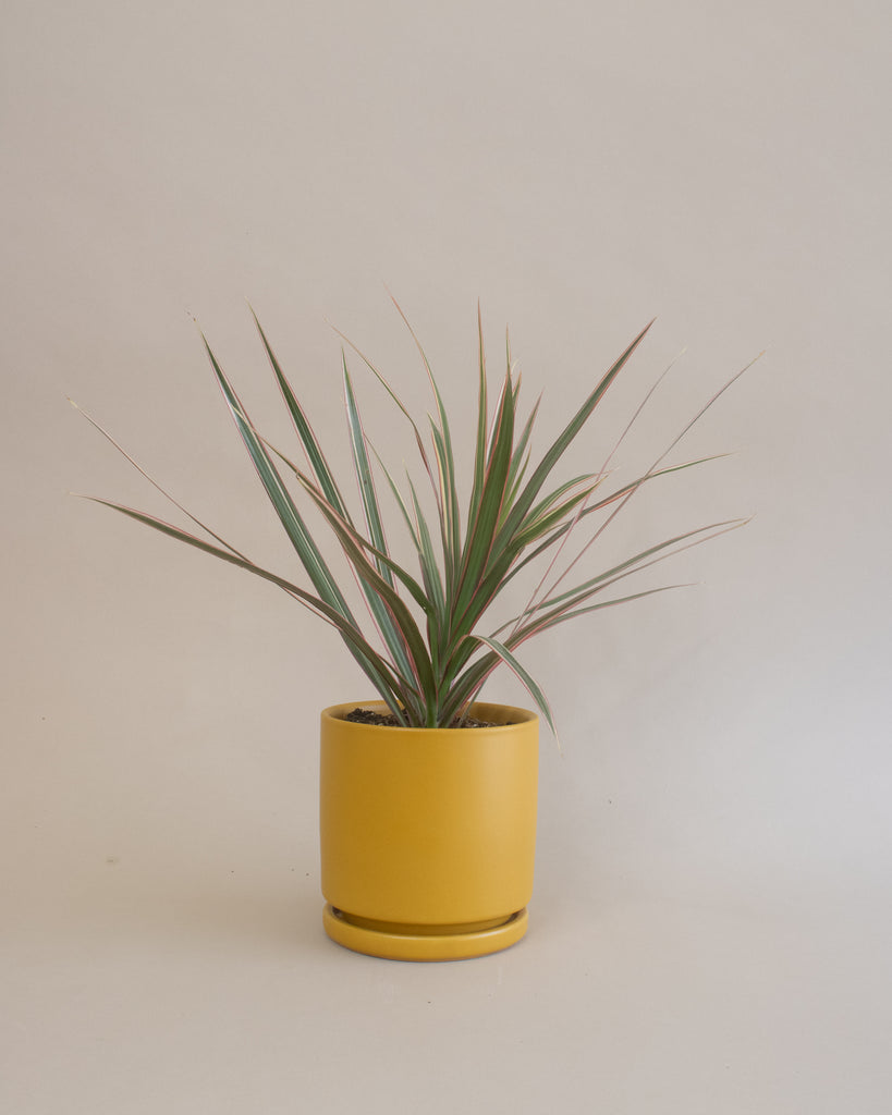 Send a Dragon Tree | Potted Plant Gifts | Fernseed – The Fernseed