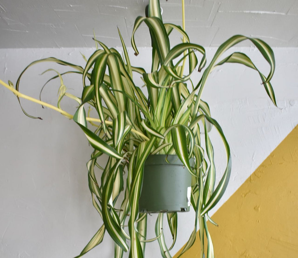 Spider Plant | Information + Care Tips | The Fernseed
