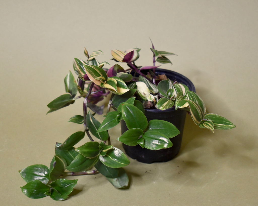 Tradescantia Pink Princess – The Fernseed