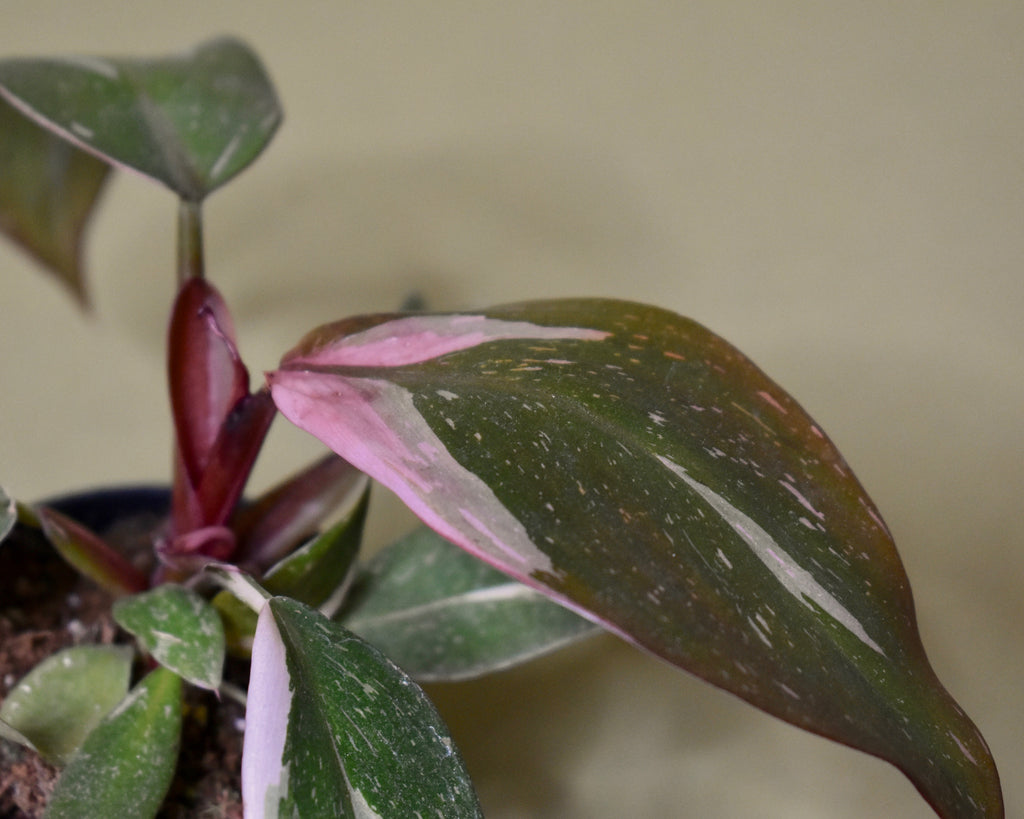 Philodendron Pink Princess – The Fernseed