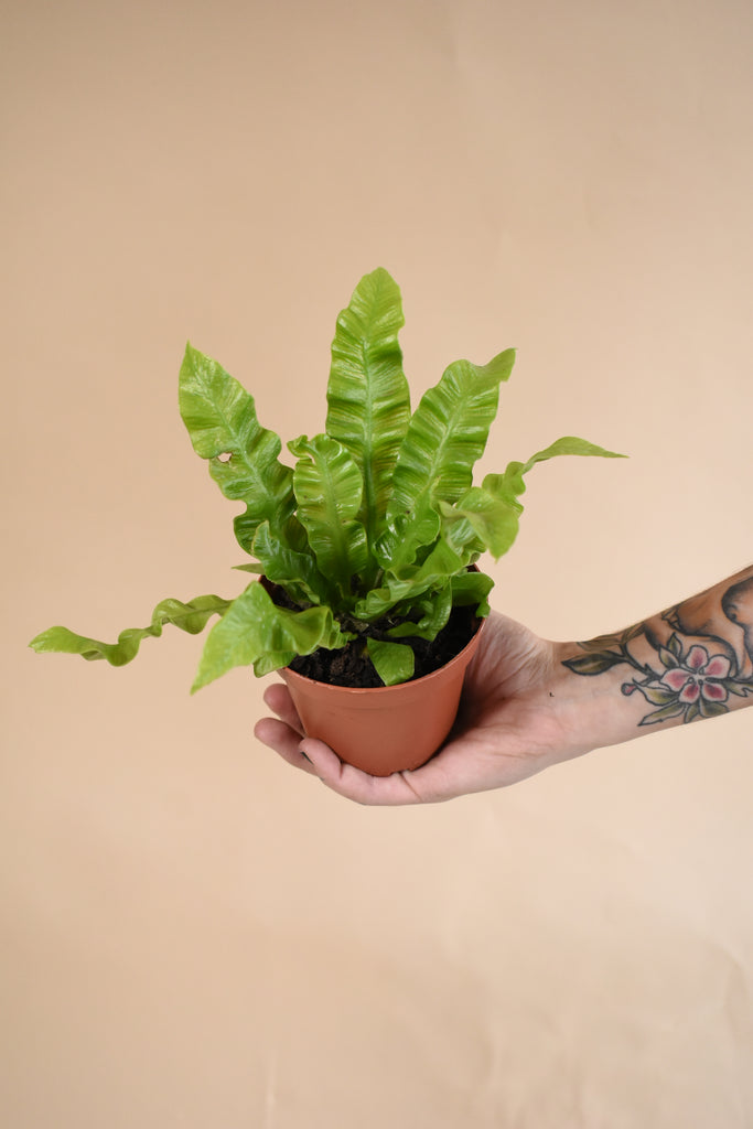 Bird's Nest Crispy Wave Fern | Information + Care Tips | The Fernseed