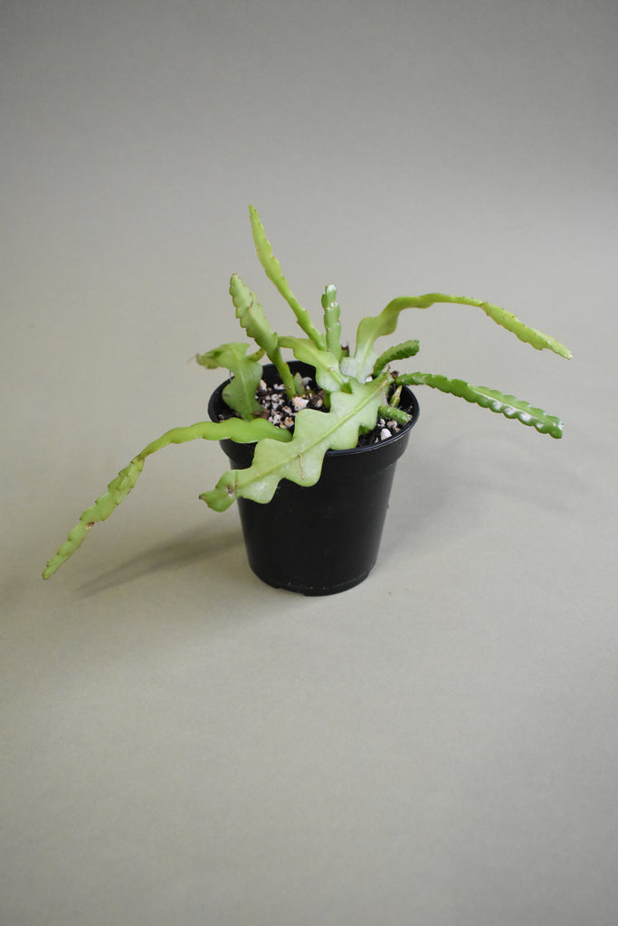 Zig Zag Cactus | Information + Care Tips | The Fernseed