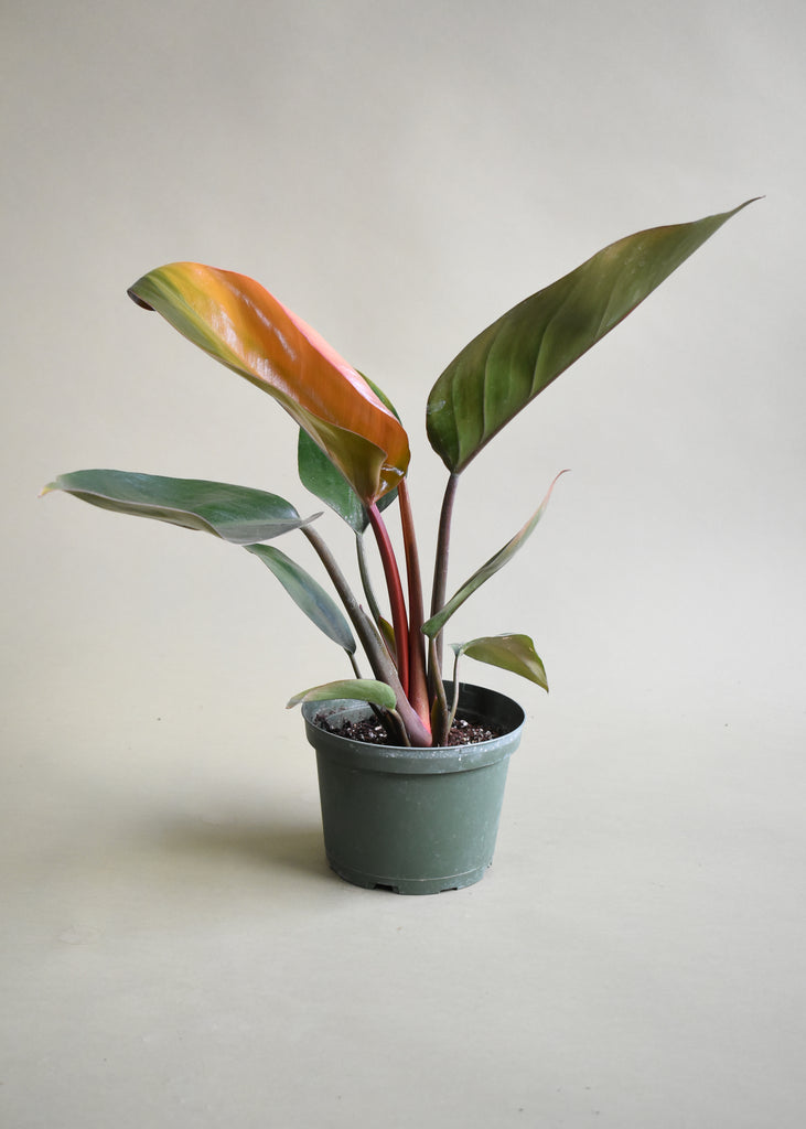 Philo Congo Rojo | Shipped within U.S. | The Fernseed