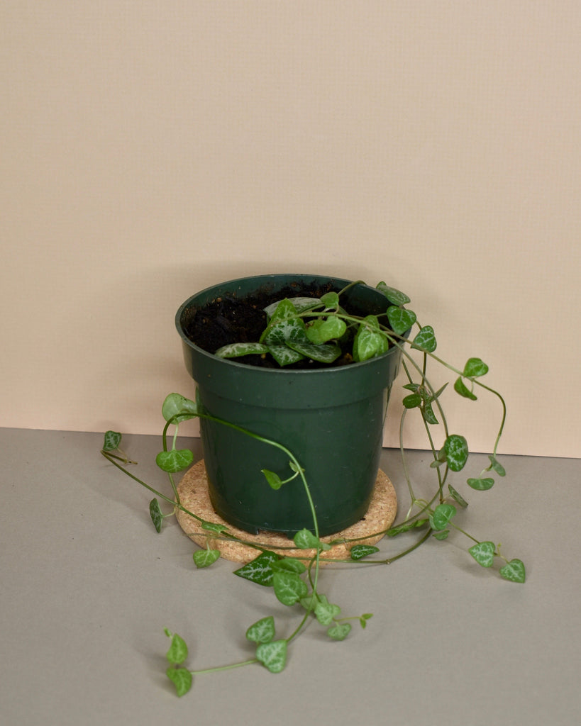 String of Arrows – The Fernseed