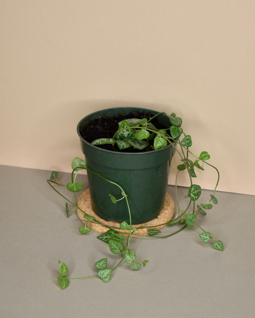 String of Arrows – The Fernseed