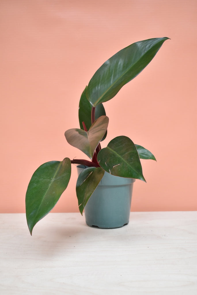 Philo Congo Rojo | Shipped within U.S. | The Fernseed