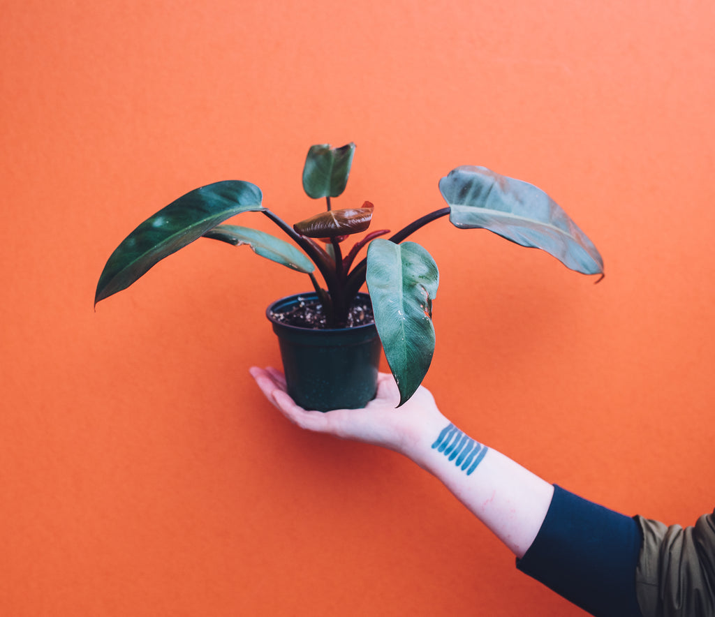 Philo Congo Rojo | Shipped within U.S. | The Fernseed