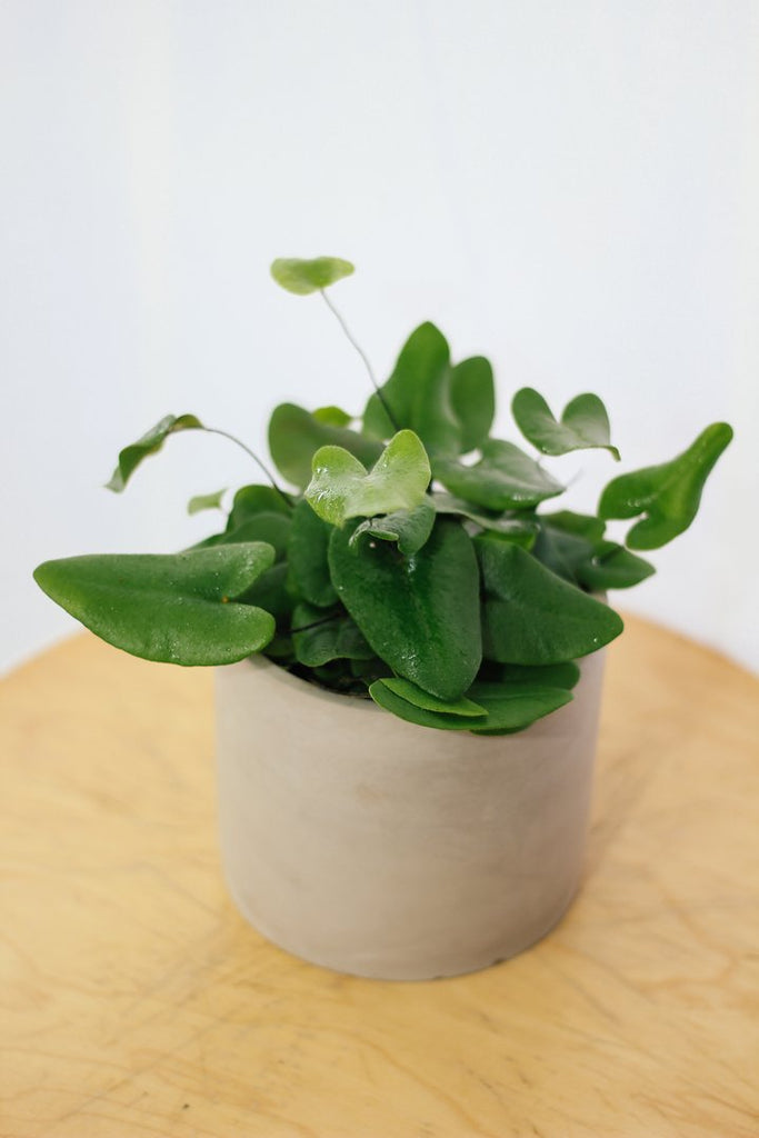 Heart Fern | Information + Care Tips | The Fernseed