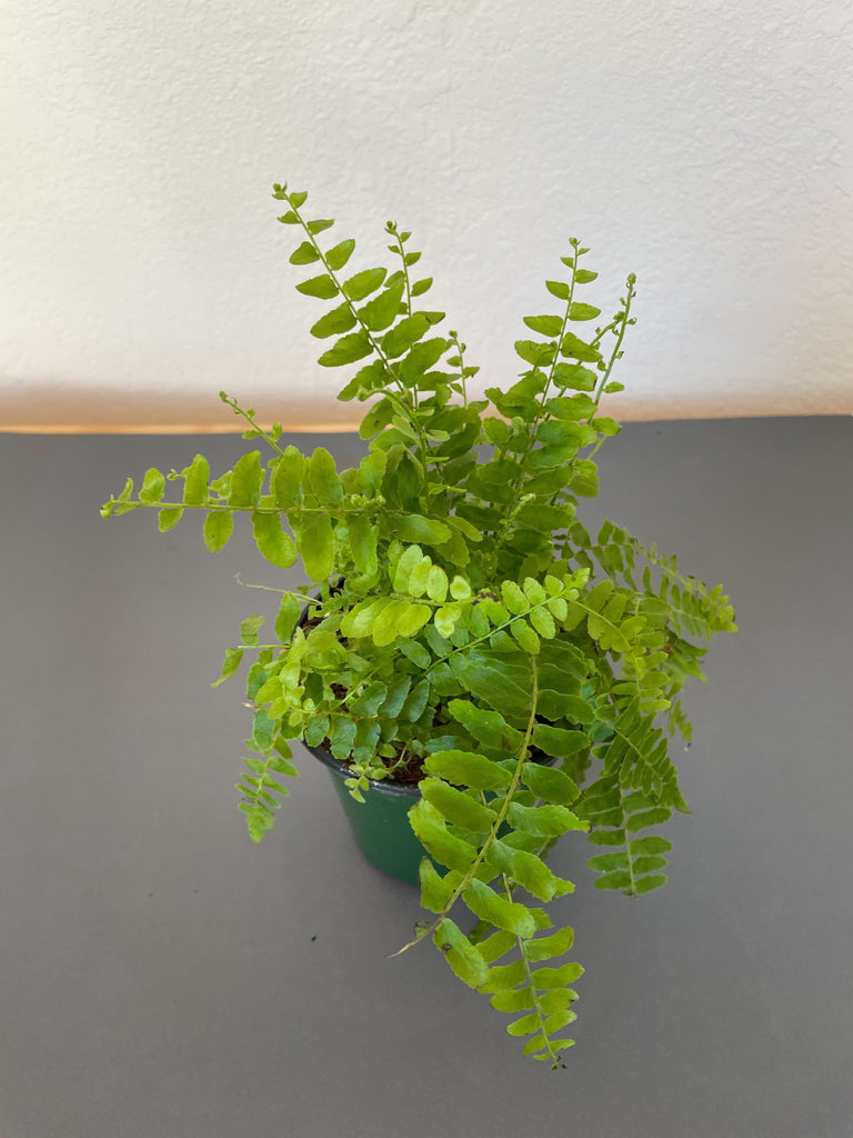 Boston Fern – The Fernseed