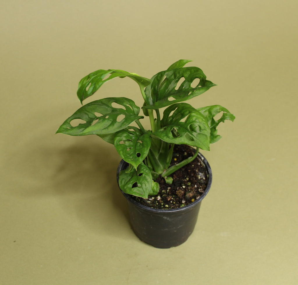 Monstera Adansonii | Information + Care Tips | The Fernseed