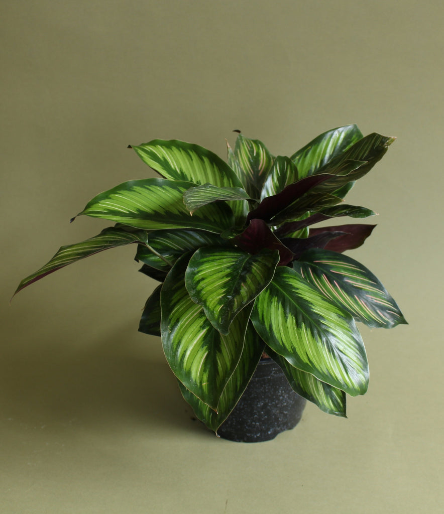 Calathea Beauty Star | Information + Care Tips | The Fernseed